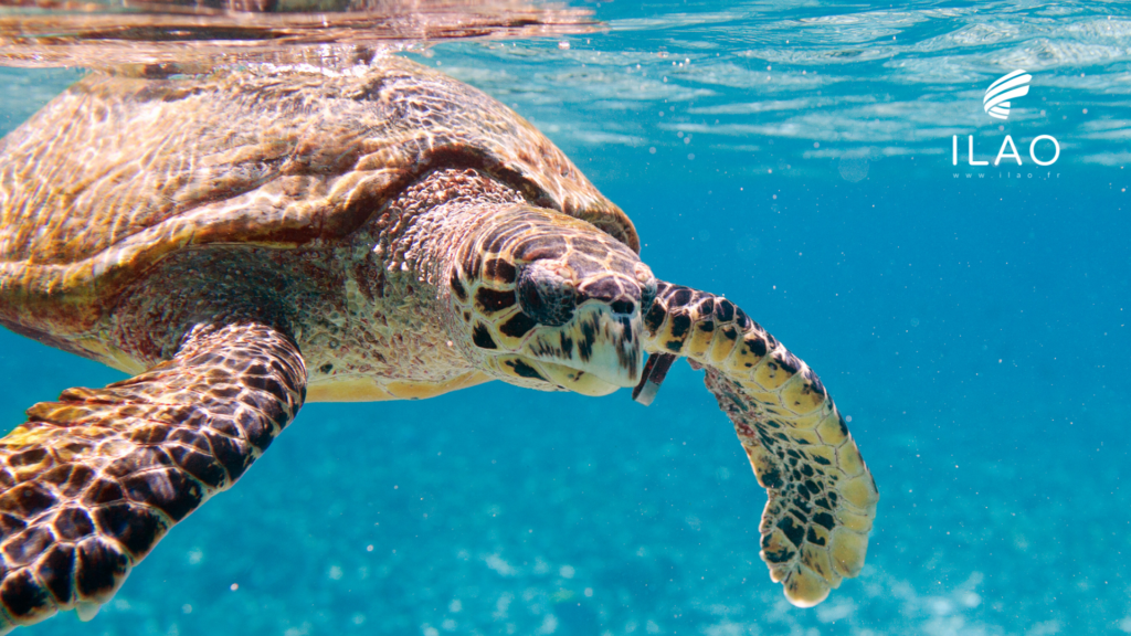 ILAO : Fermeture estivale - Actualités et Innovations - ILAO